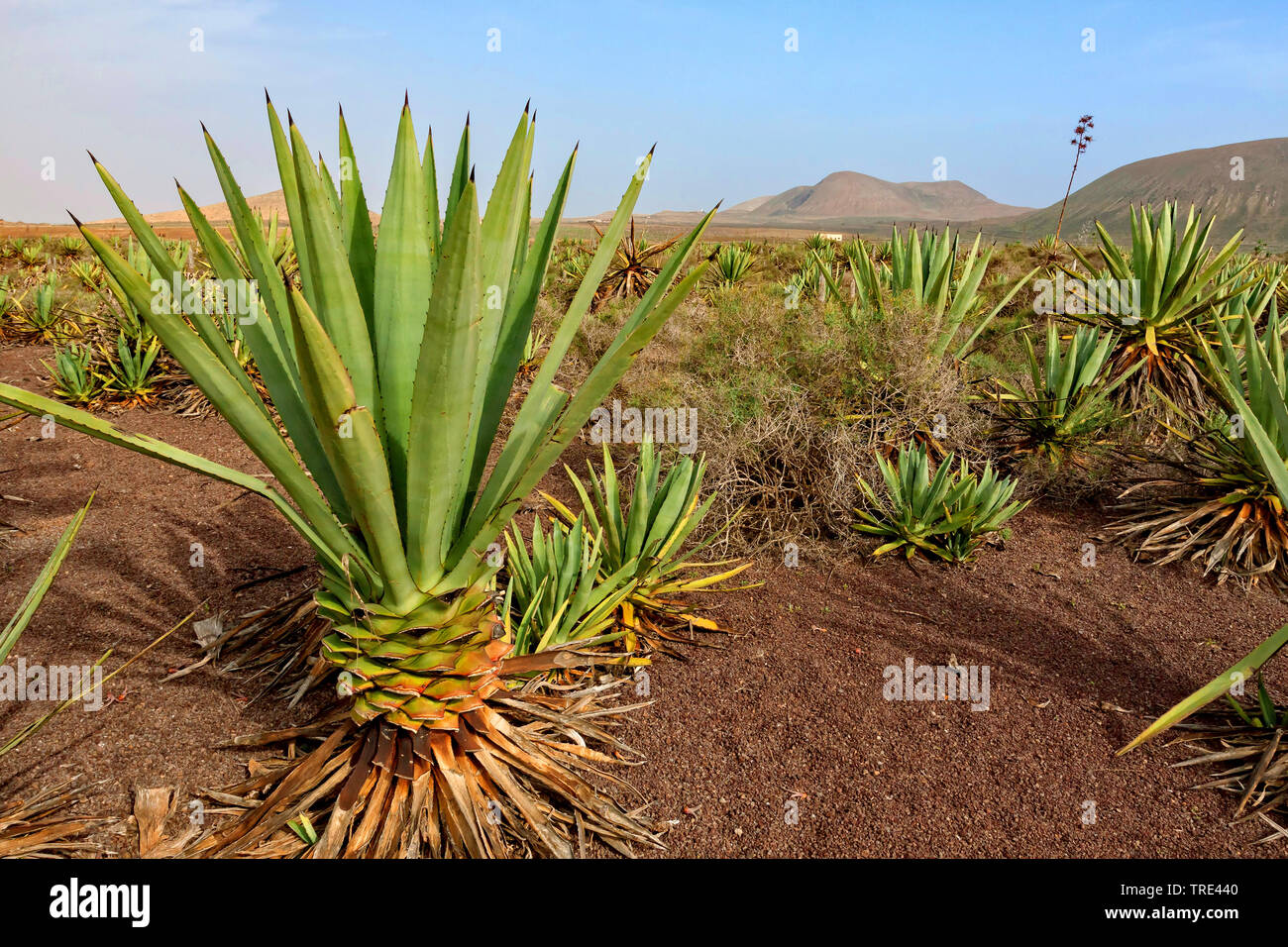 Sisal Plantation Stock Photos & Sisal Plantation Stock Images - Alamy