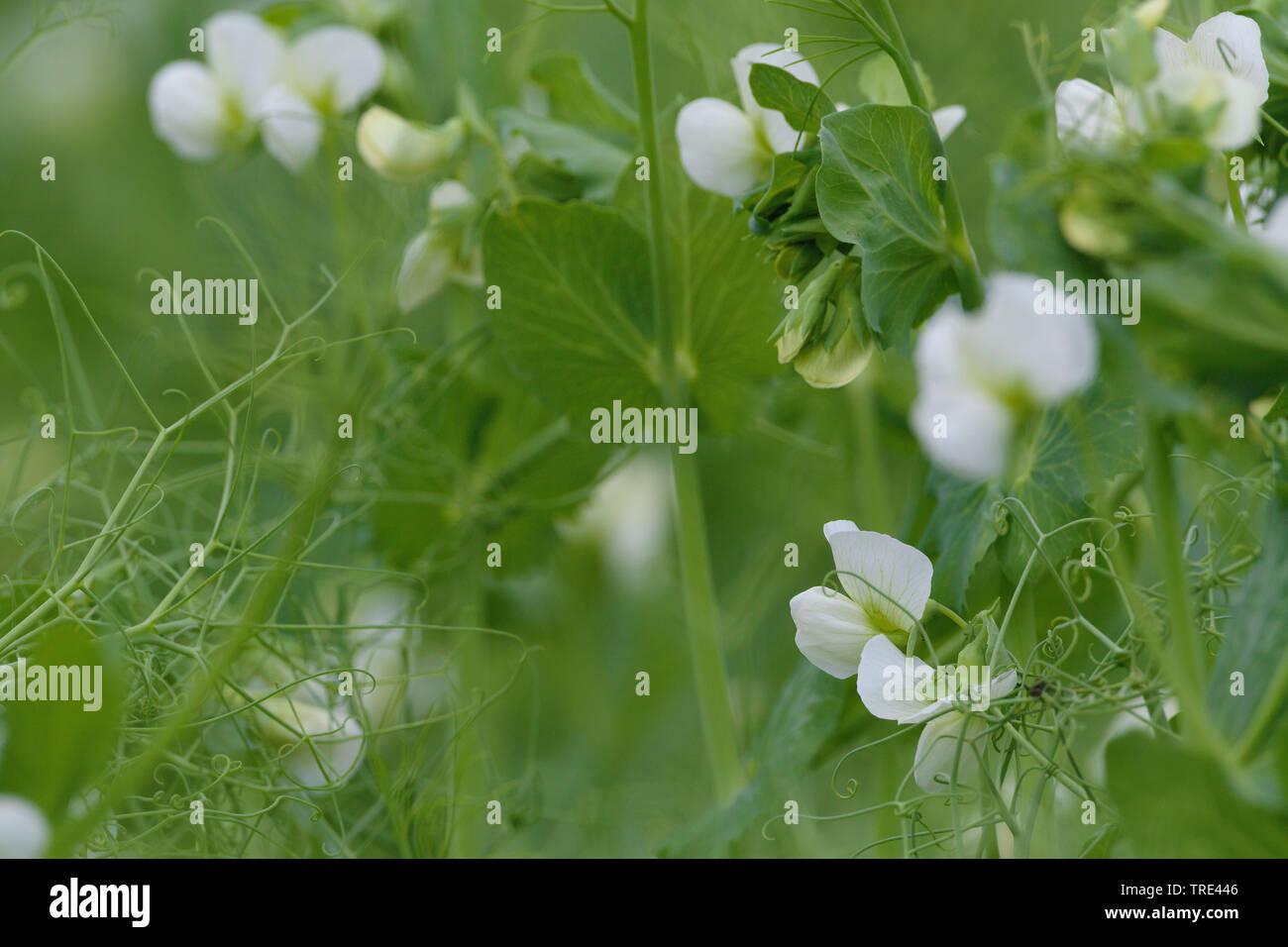 Pisum sativum garden pea flower hi-res stock photography and images - Alamy