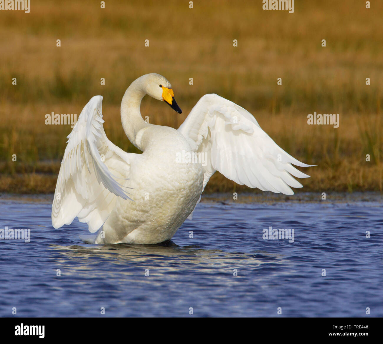whooper swan (Cygnus cygnus), flapping wings, Netherlands, Terschelling ...