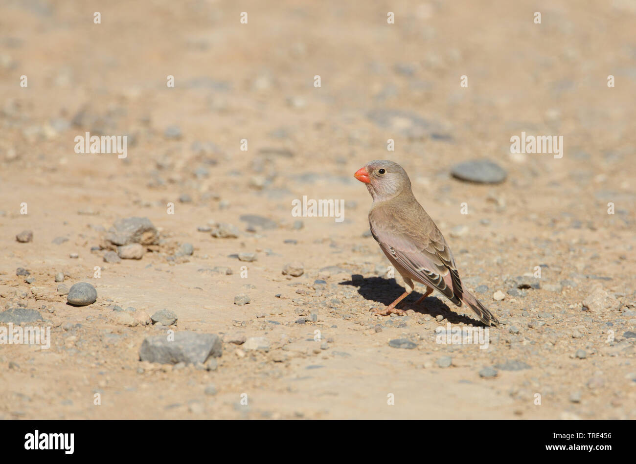 trumpeter finch (Rhodopechys githaginea, Bucanetes githagineus), on the ...