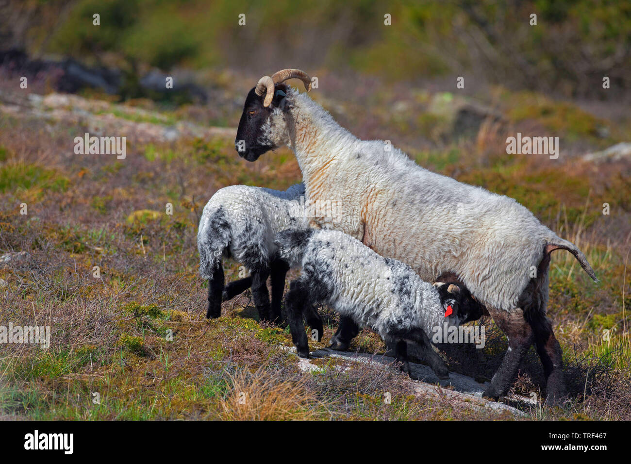 Norfolk Horn, Blackface Norfolk Horned, Norfolk Horned, Old Norfolk ...