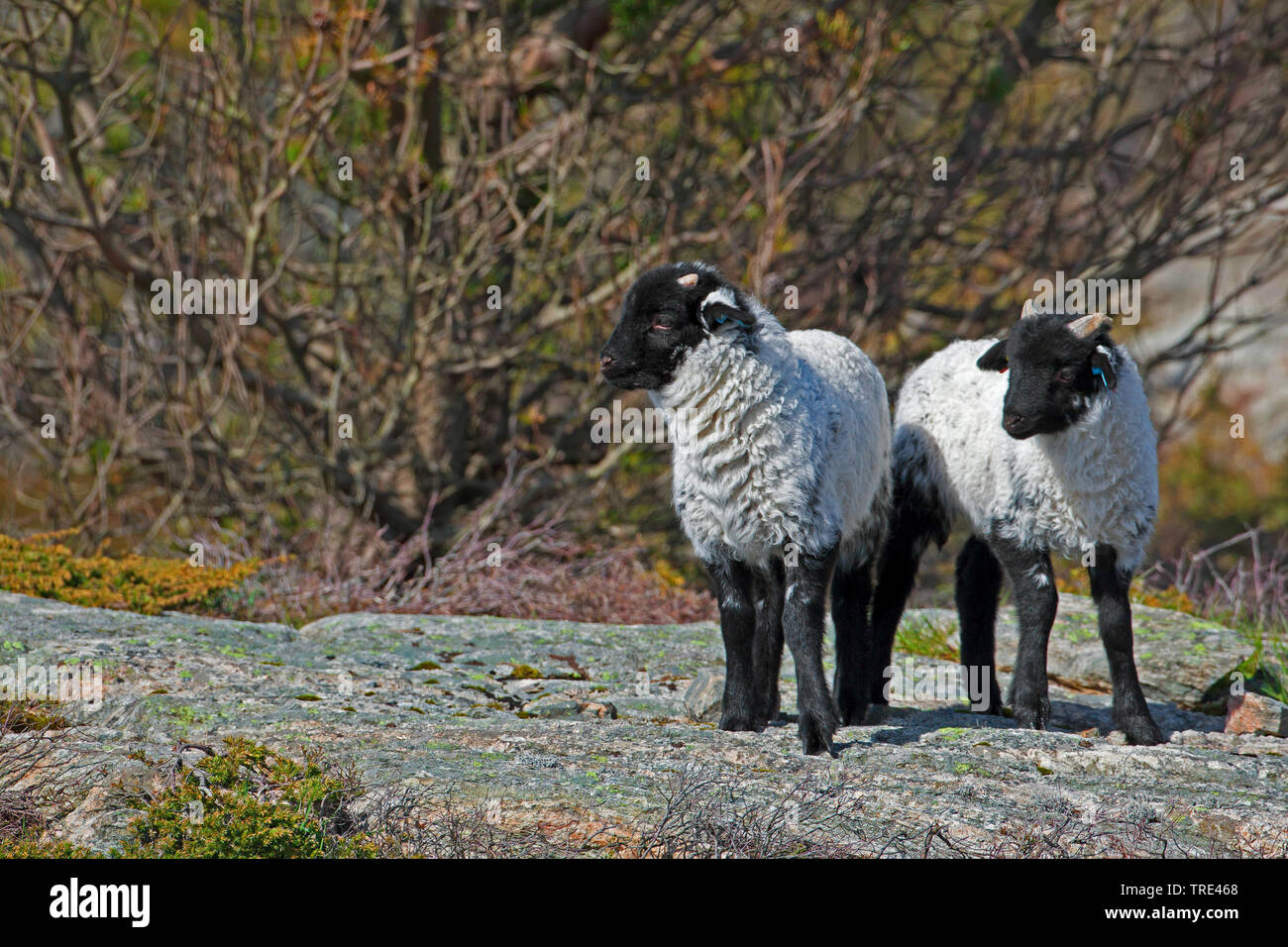 Norfolk Horn, Blackface Norfolk Horned, Norfolk Horned, Old Norfolk ...