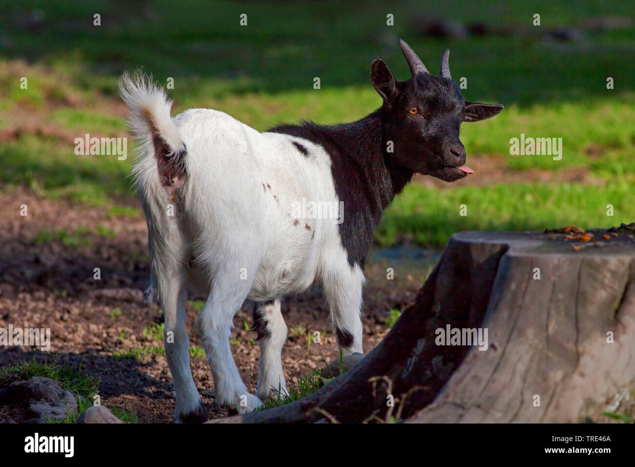 Baby Goat Tongue