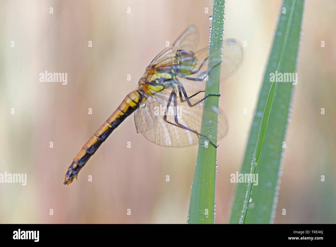 black sympetrum, black darter (Sympetrum danae), female, Germany ...