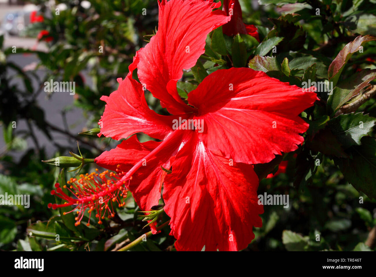 Chinese hibiscus (Hibiscus rosa-sinensis), flower Stock Photo - Alamy