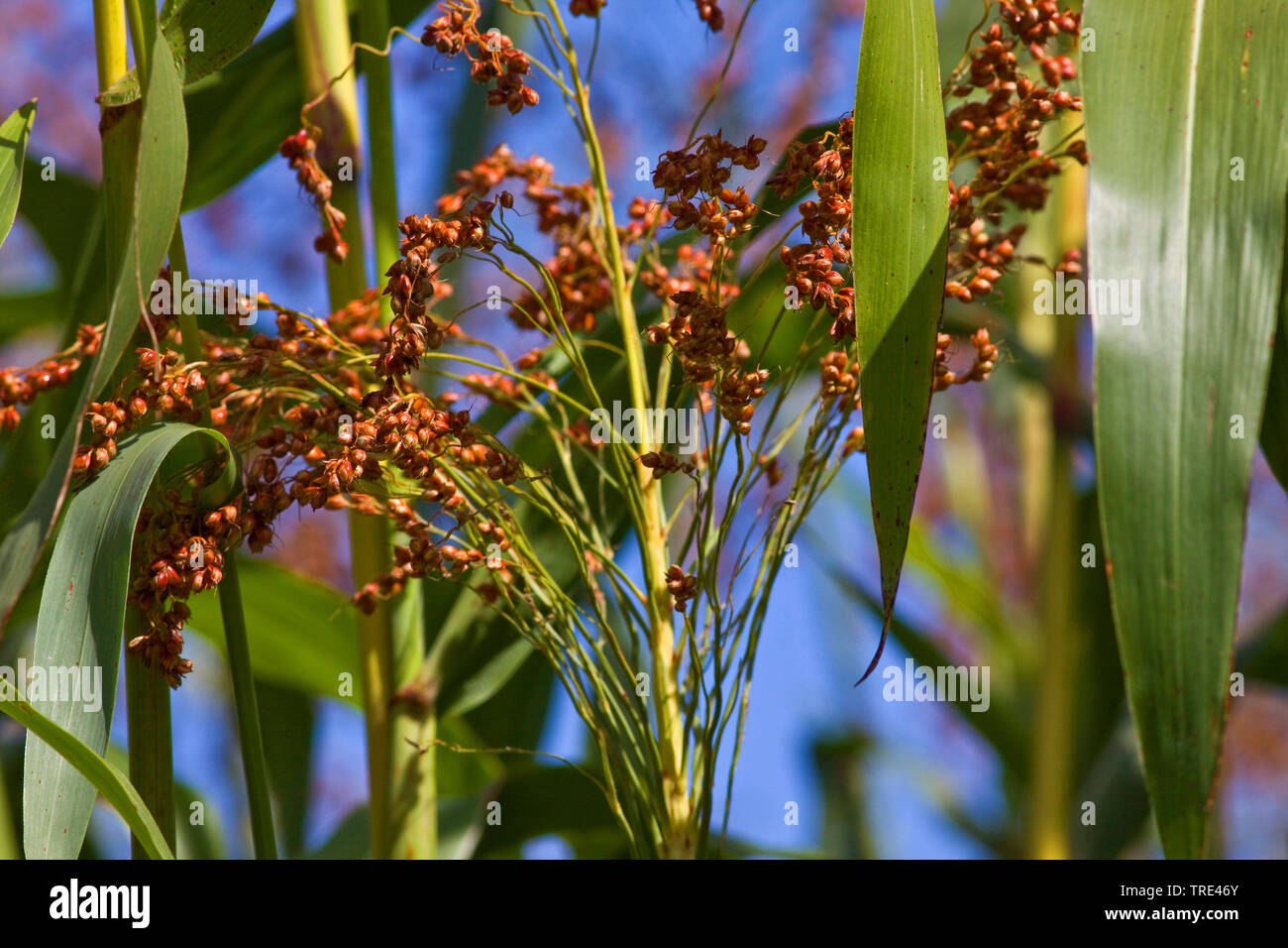 Johnson grass, sorghum (Sorghum halepense), fruiting, Germany Stock ...
