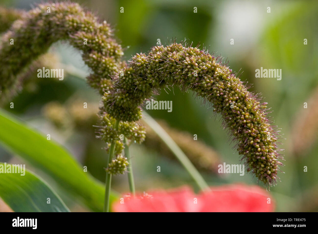 Bristlegrass plains bristle grass plains hi-res stock photography and ...