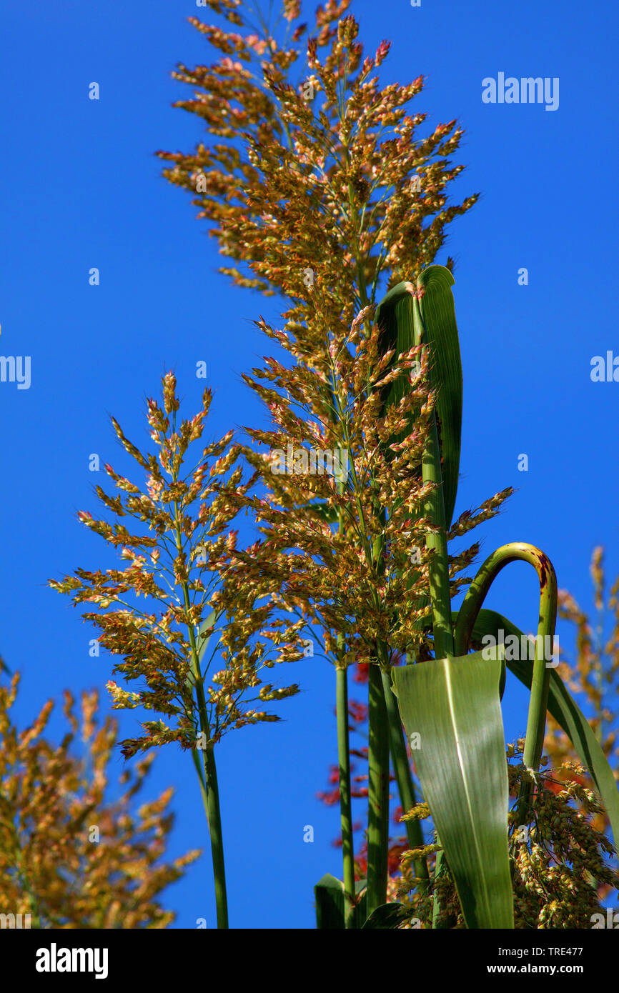 Yellow Broom Corn Seed