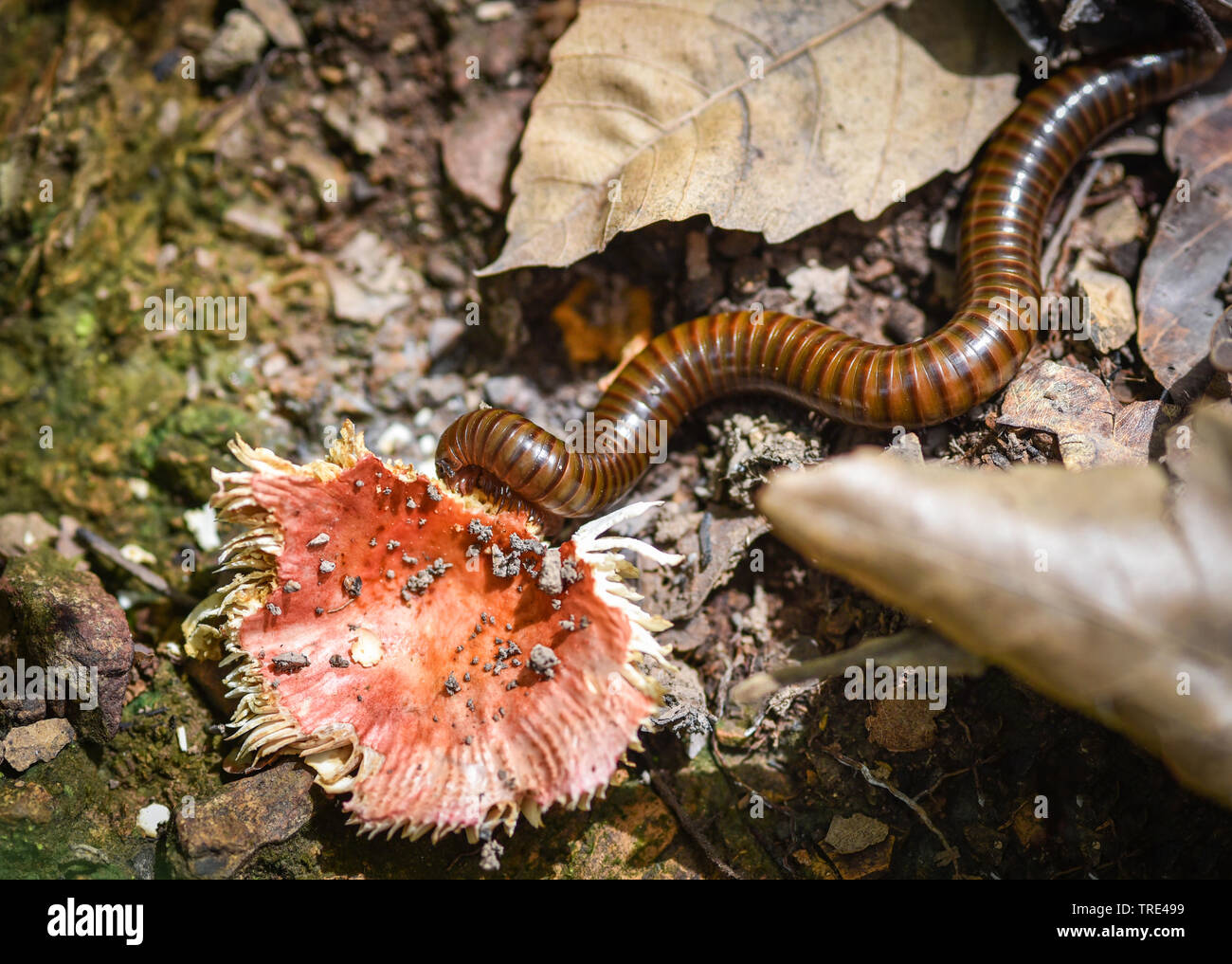 Millipede eating hi-res stock photography and images - Alamy