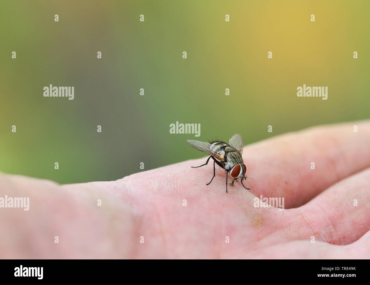 Human skin microscope hi-res stock photography and images - Alamy