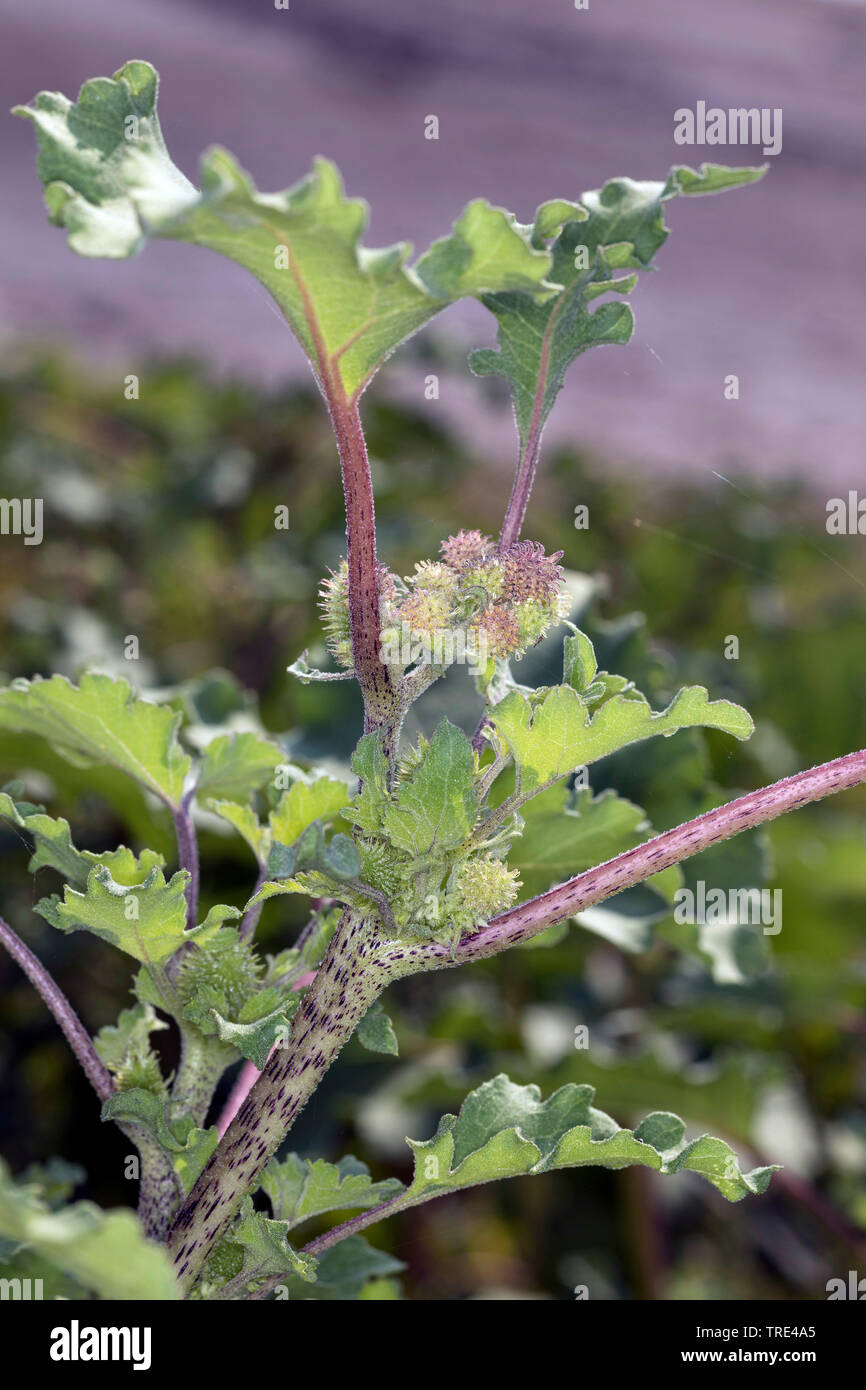 Cocklebur hi-res stock photography and images - Alamy