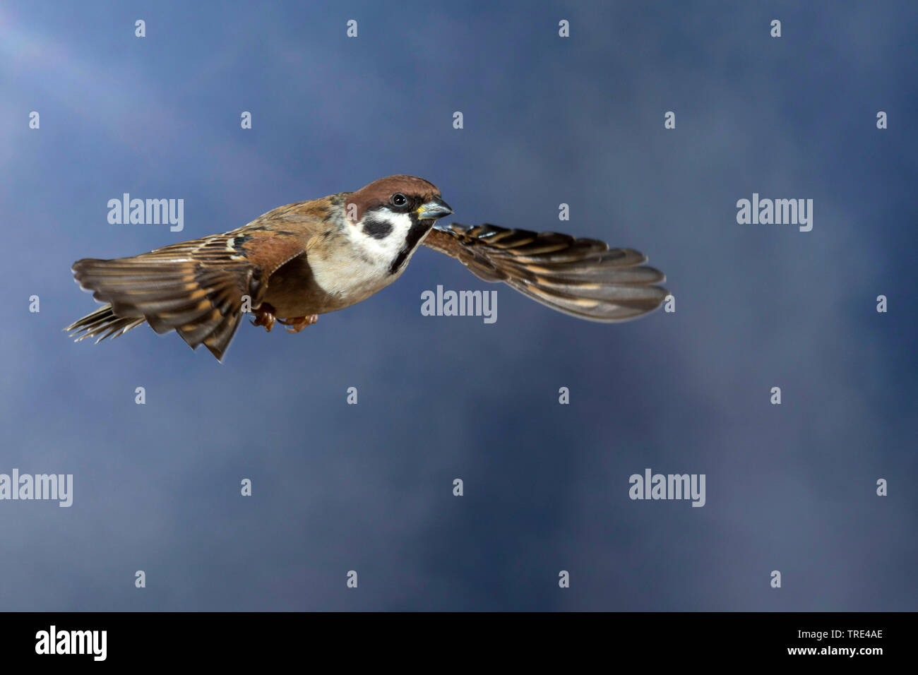 Eurasian tree sparrow (Passer montanus), in flight, high speed ...
