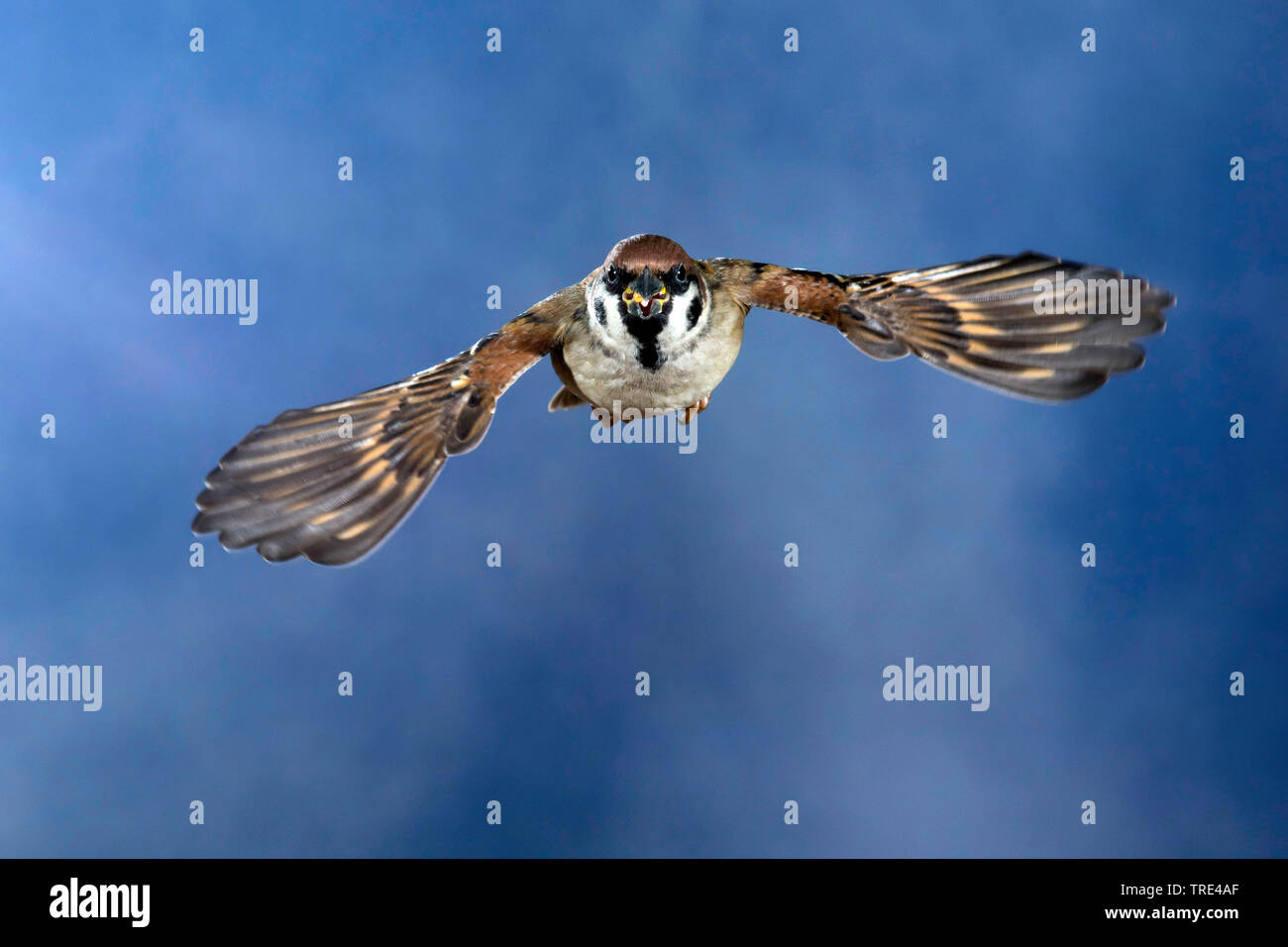 Eurasian tree sparrow (Passer montanus), in flight, high speed ...