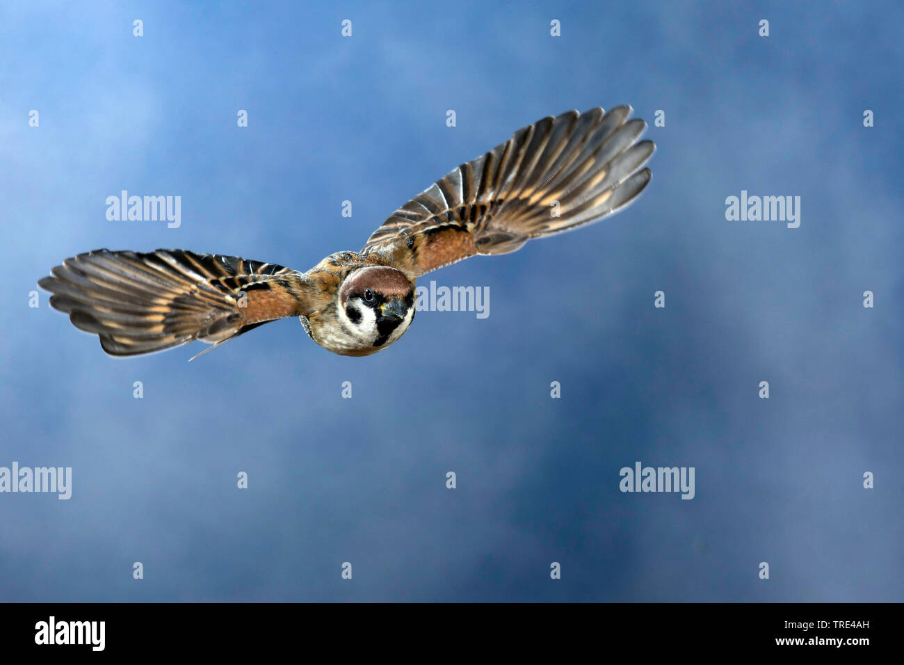 Eurasian tree sparrow (Passer montanus), in flight, high speed ...