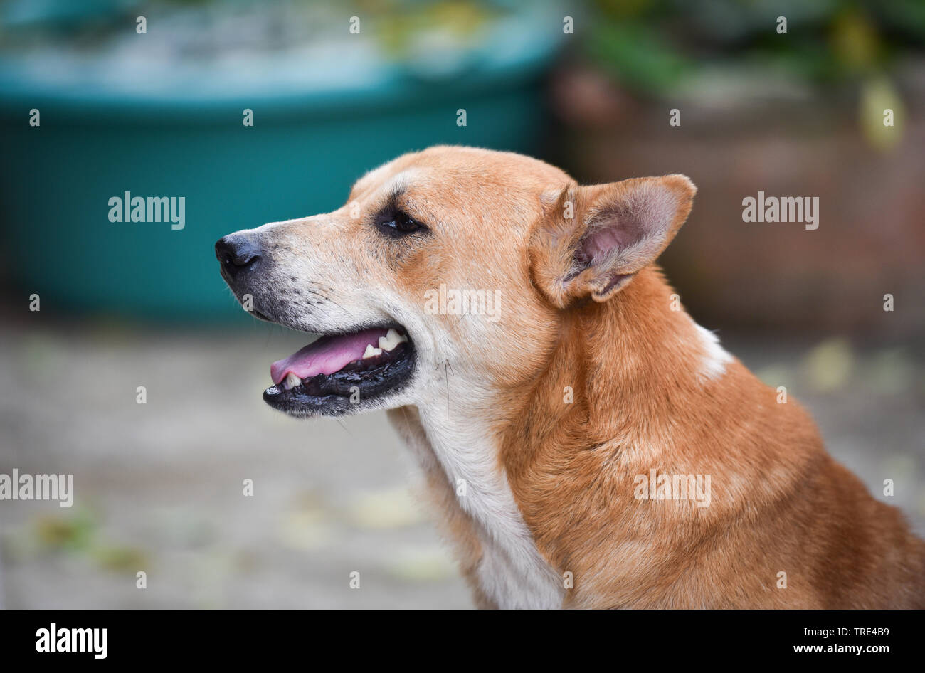 Dog face beside close up portrait brown dog Stock Photo - Alamy