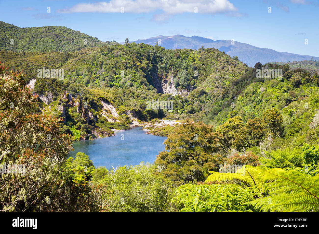 View of a volcanic lake at Waimangu Volcanic Rift Valley in New Zealand ...