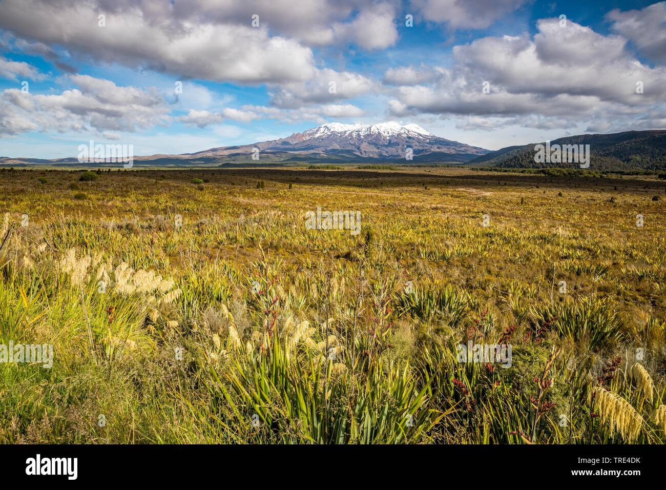 Landscape with the volcanic mount Ruapehu in the background, New ...