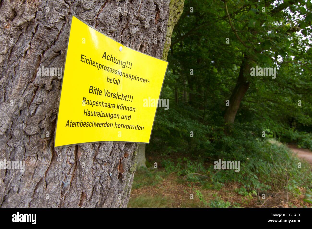 oak processionary moth (Thaumetopoea processionea), warning sign oak ...