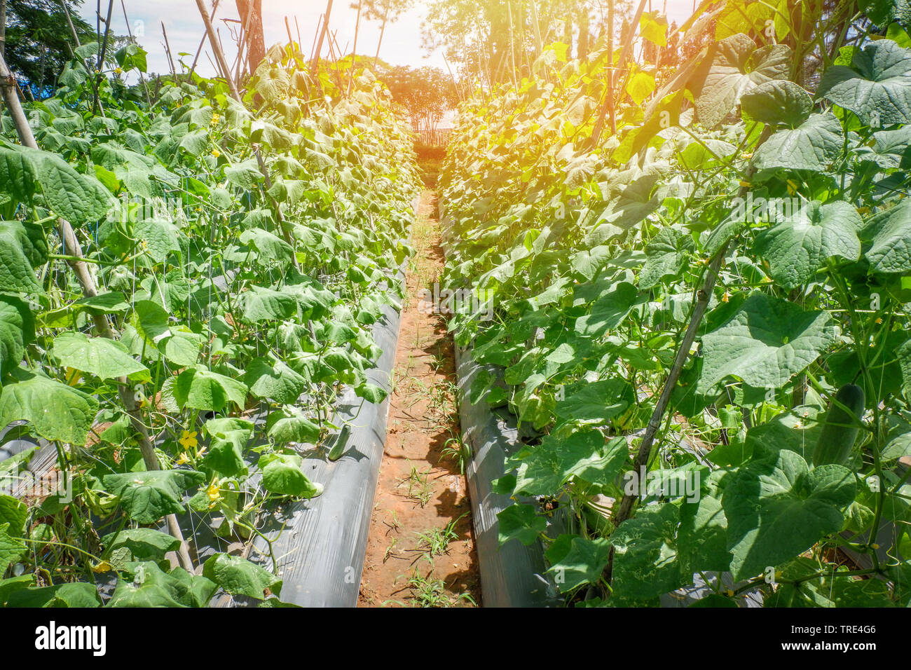 Cucumber plant growing in farm field plantation vegetable cucumber ...