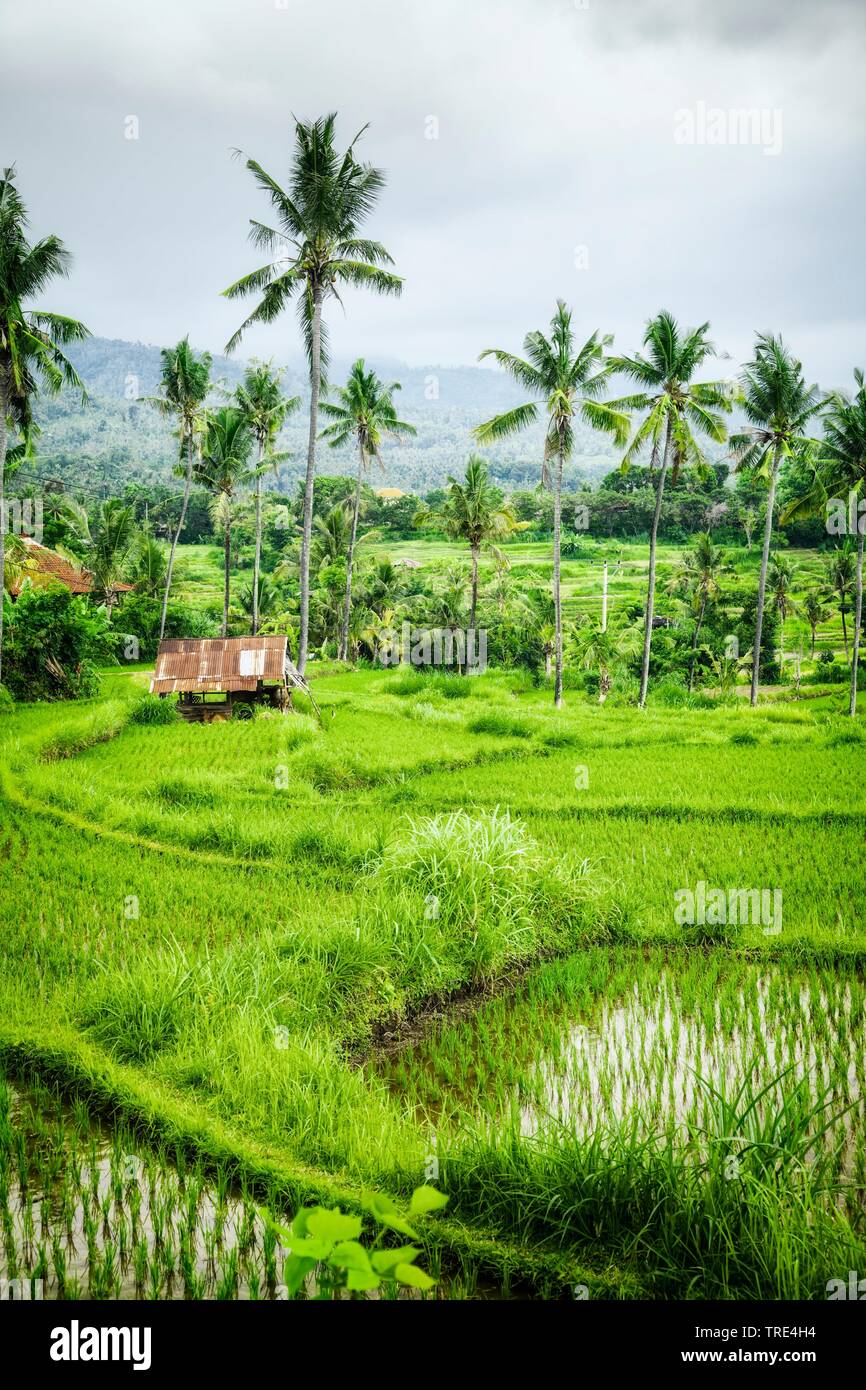 Rice field on Bali, Indonesia, Bali Stock Photo - Alamy