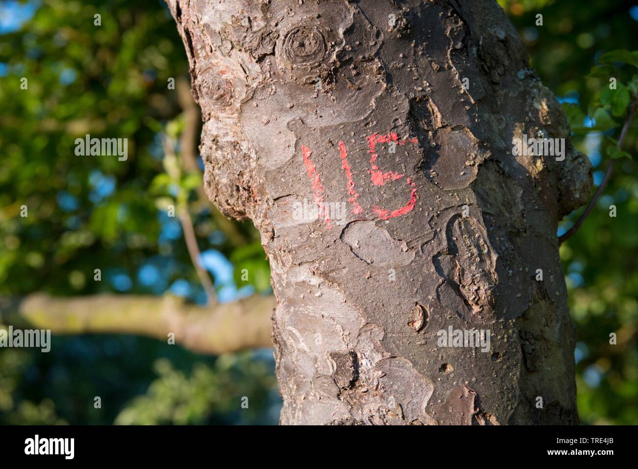 Mark Tree High Resolution Stock Photography and Images - Alamy