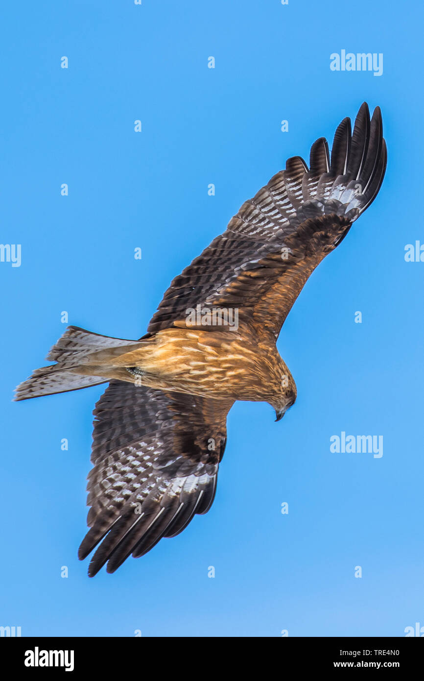 Black-eared Kite, Black kite, Yellow-billed kite (Milvus migrans ...
