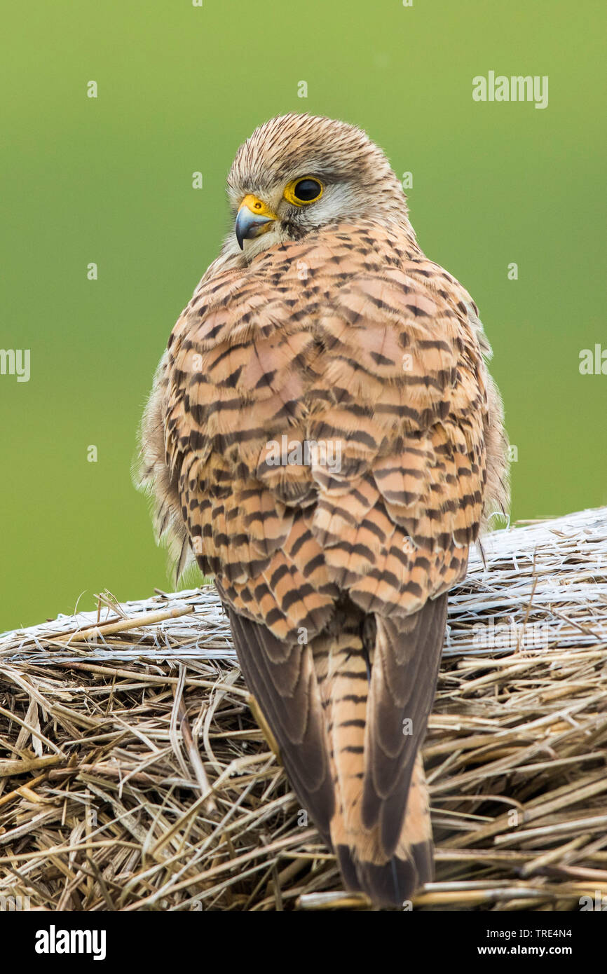 Back view kestrel hi-res stock photography and images - Alamy