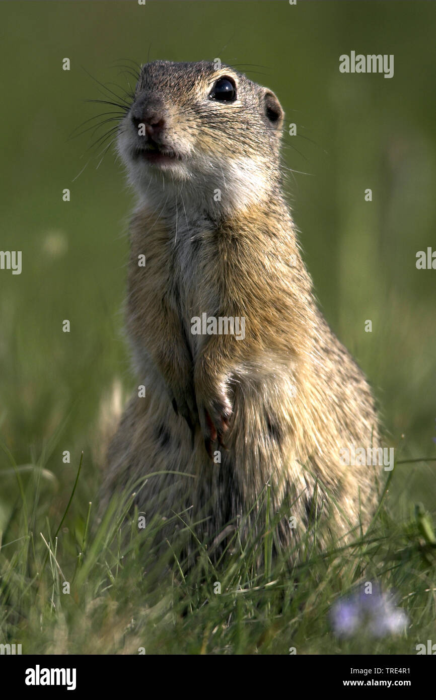 European ground squirrel, European suslik, European souslik (Citellus ...