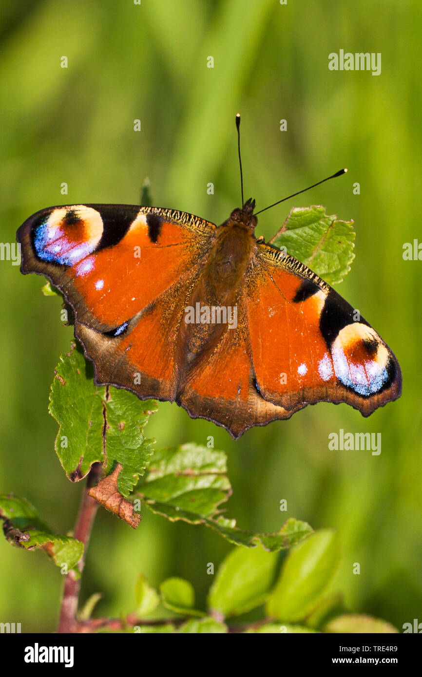 Peacock butterfly, European Peacock (Inachis io, Nymphalis io, Aglais ...