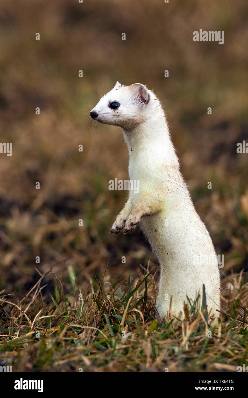 Winter Ermine
