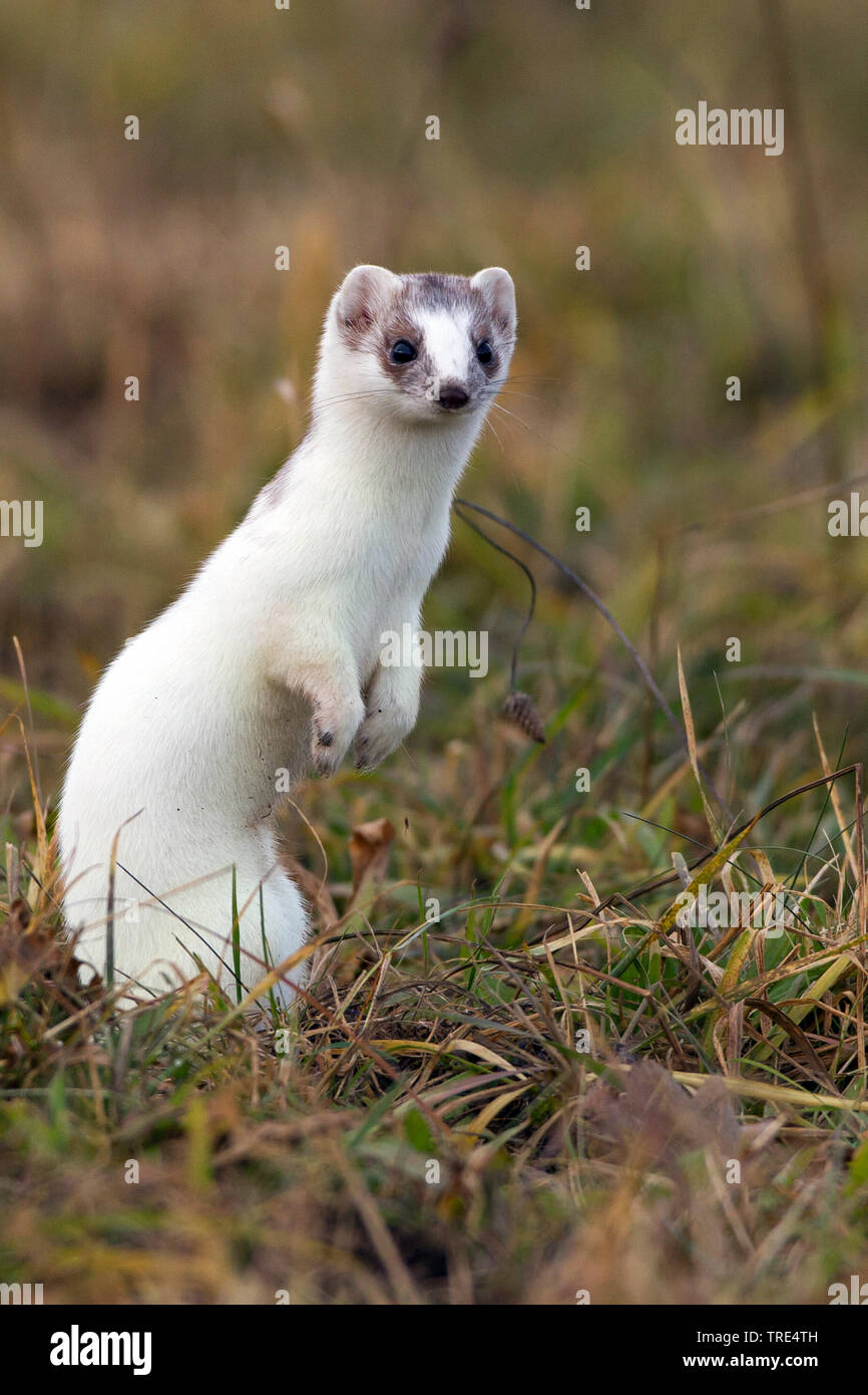 Ermine, Stoat, Short-tailed weasel (Mustela erminea), standing upright ...