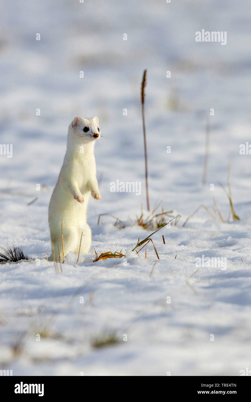 Ermine In The Tundra