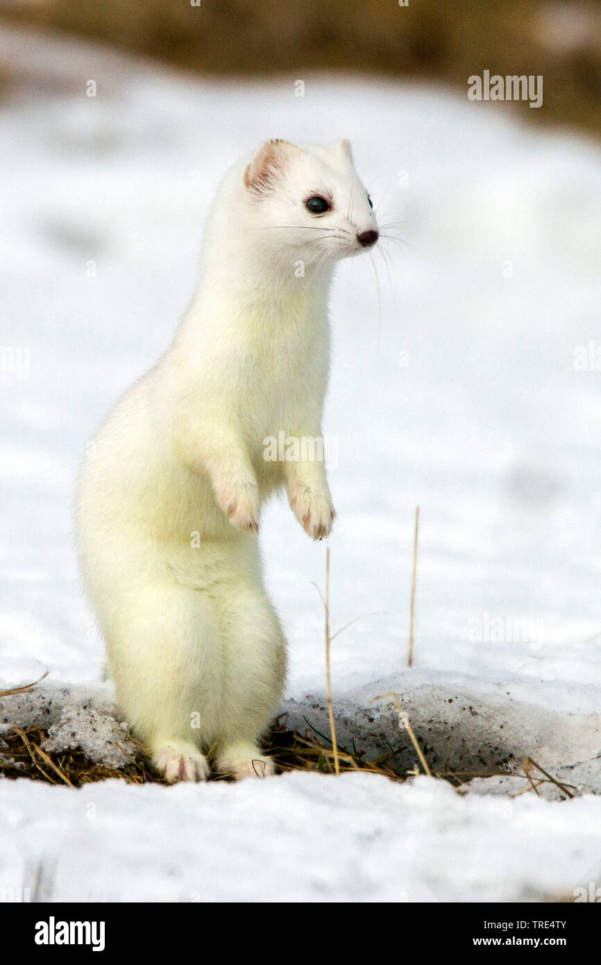 Ermine, Stoat, Short-tailed weasel (Mustela erminea), in winter fur ...