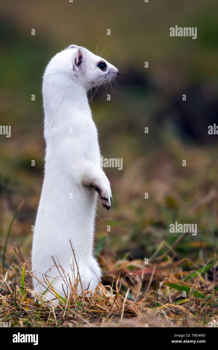 Ermine, Stoat, Short-tailed weasel (Mustela erminea), standing upright ...