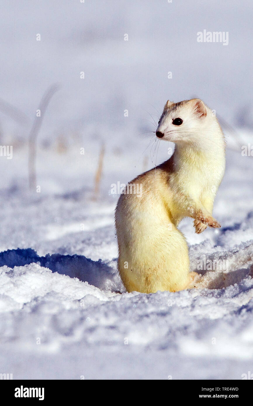 Ermine, Stoat, Short-tailed weasel (Mustela erminea), in winter fur ...