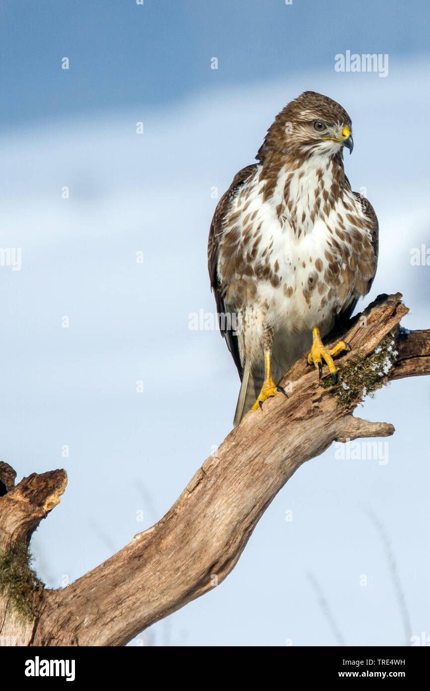 Eurasian buzzard (Buteo buteo), sitting on a tree, Germany Stock Photo ...