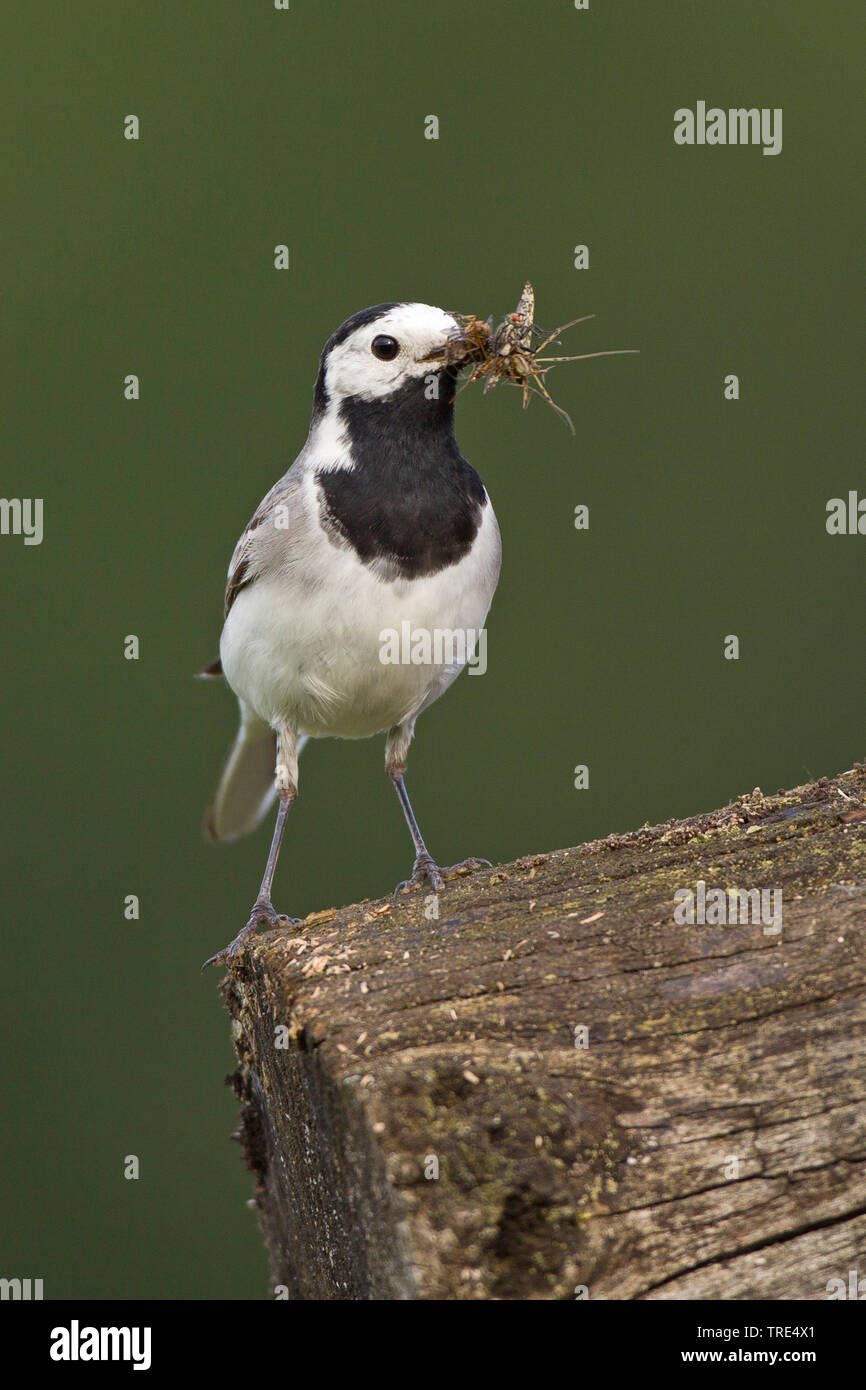 wagtail, white wagtail (Motacilla alba), with caught insect, Germany ...