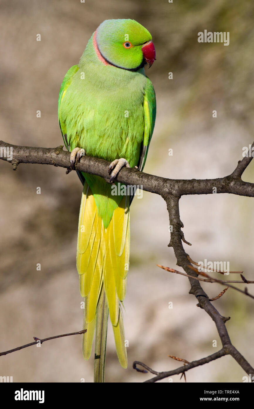 rose-ringed parakeet (Psittacula krameri), male, Germany Stock Photo ...
