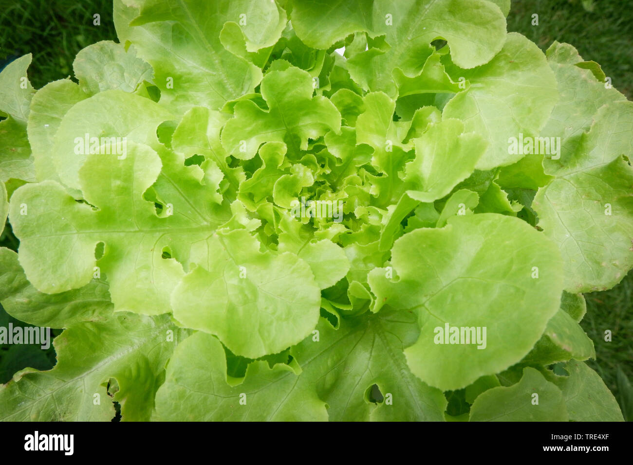 Green oak lettuce salad close up growning in farm vegetable hydroponic ...