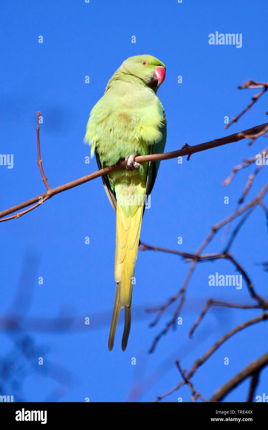 Female parakeet hi-res stock photography and images - Alamy
