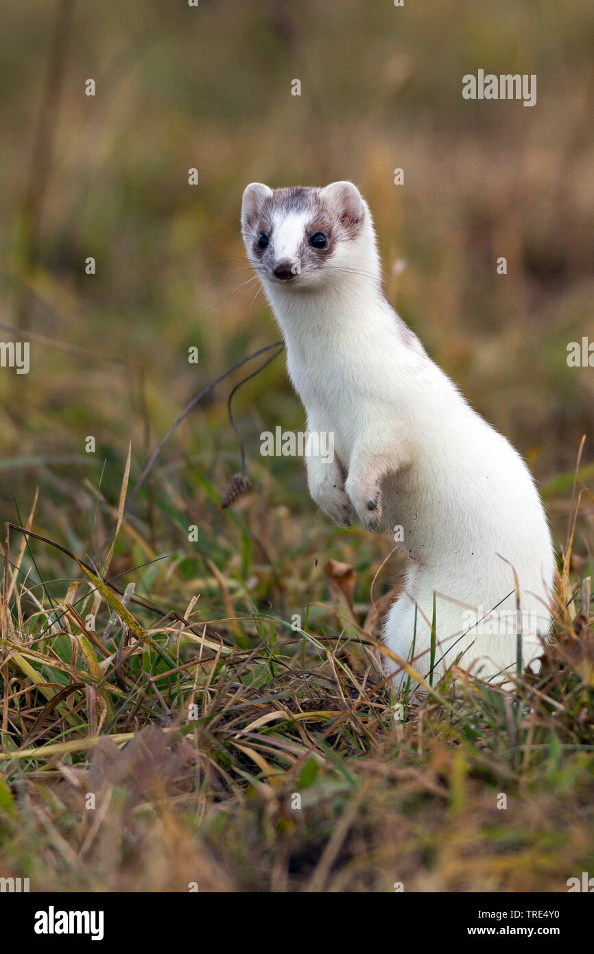 Ermine, Stoat, Short-tailed weasel (Mustela erminea), standing upright ...