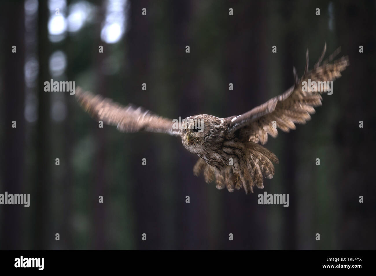 Eurasian tawny owl (Strix aluco), in flight, Czech Republic Stock Photo ...