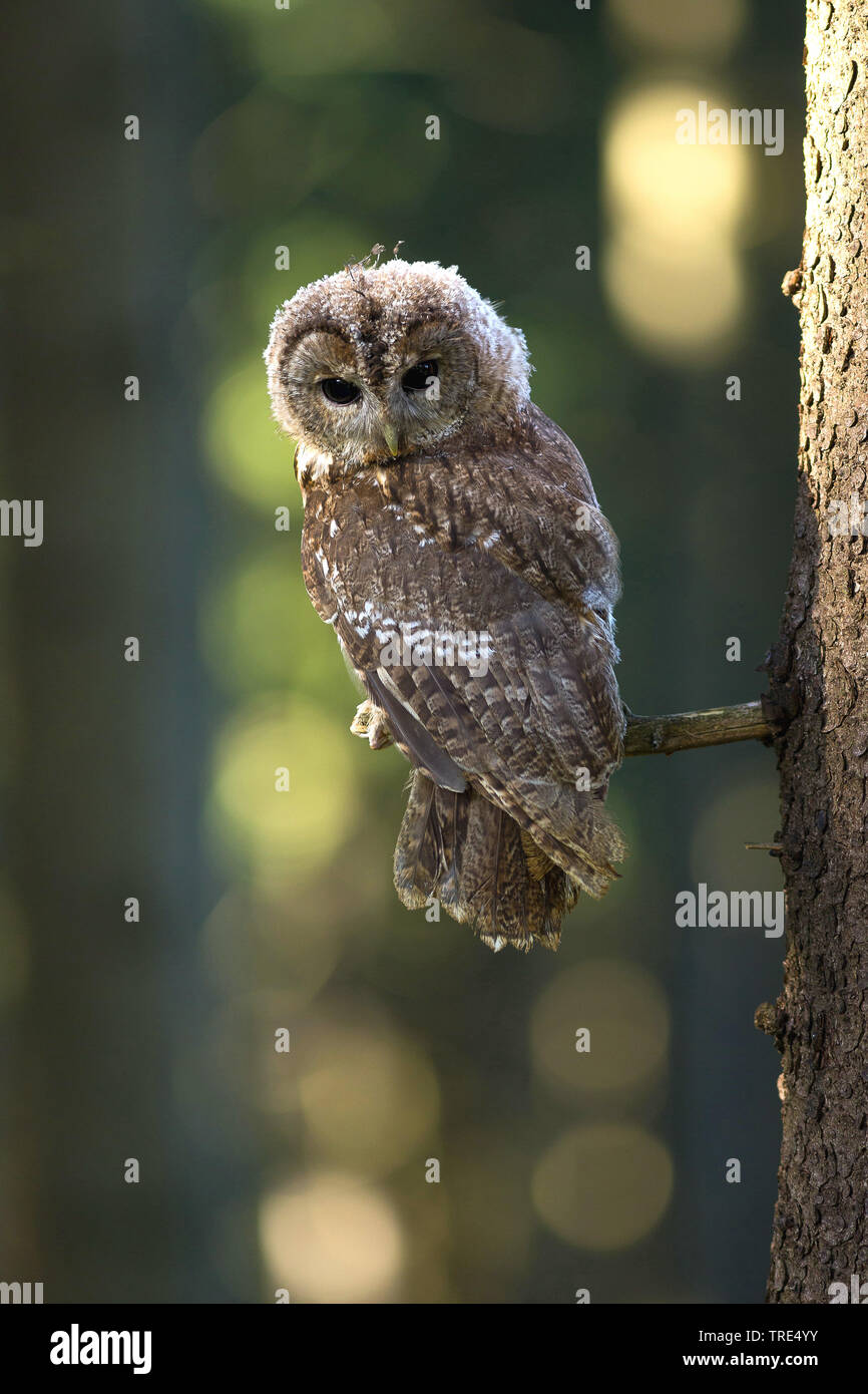 Eurasian tawny owl (Strix aluco), on a branch, Czech Republic Stock ...