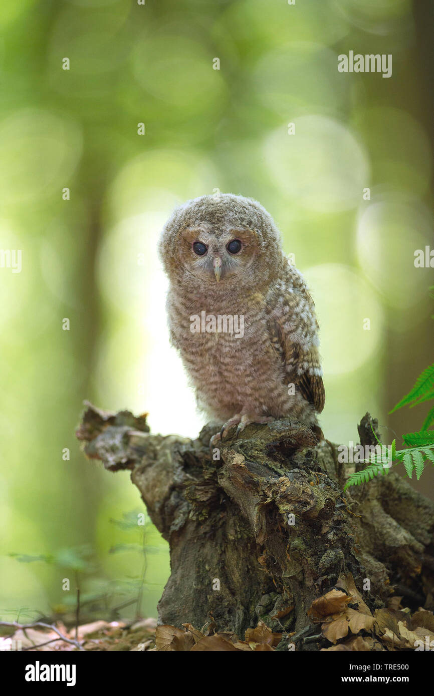 Eurasian tawny owl (Strix aluco), sitting on a stump, Czech Republic ...