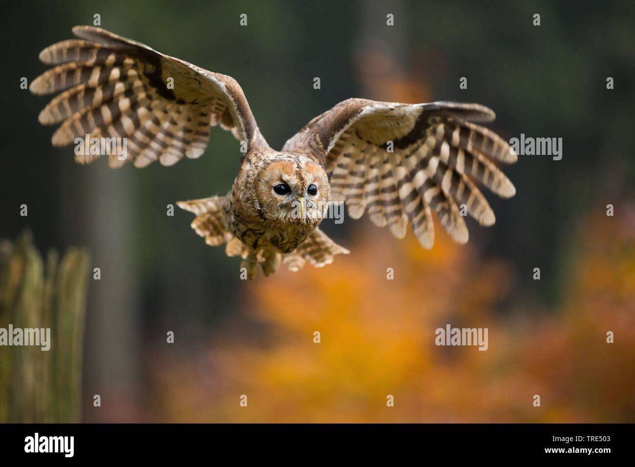 Eurasian tawny owl (Strix aluco), in flight, Czech Republic Stock Photo ...