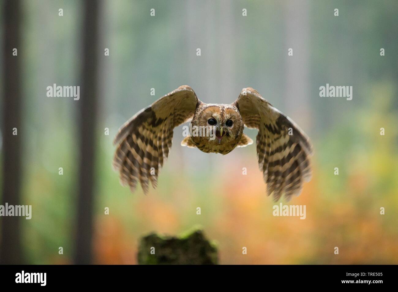Eurasian tawny owl (Strix aluco), in flight in a forest, Czech Republic ...