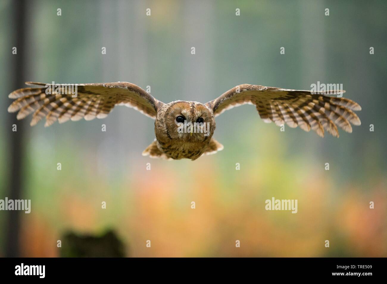 Eurasian tawny owl (Strix aluco), in flight in a forest, Czech Republic ...