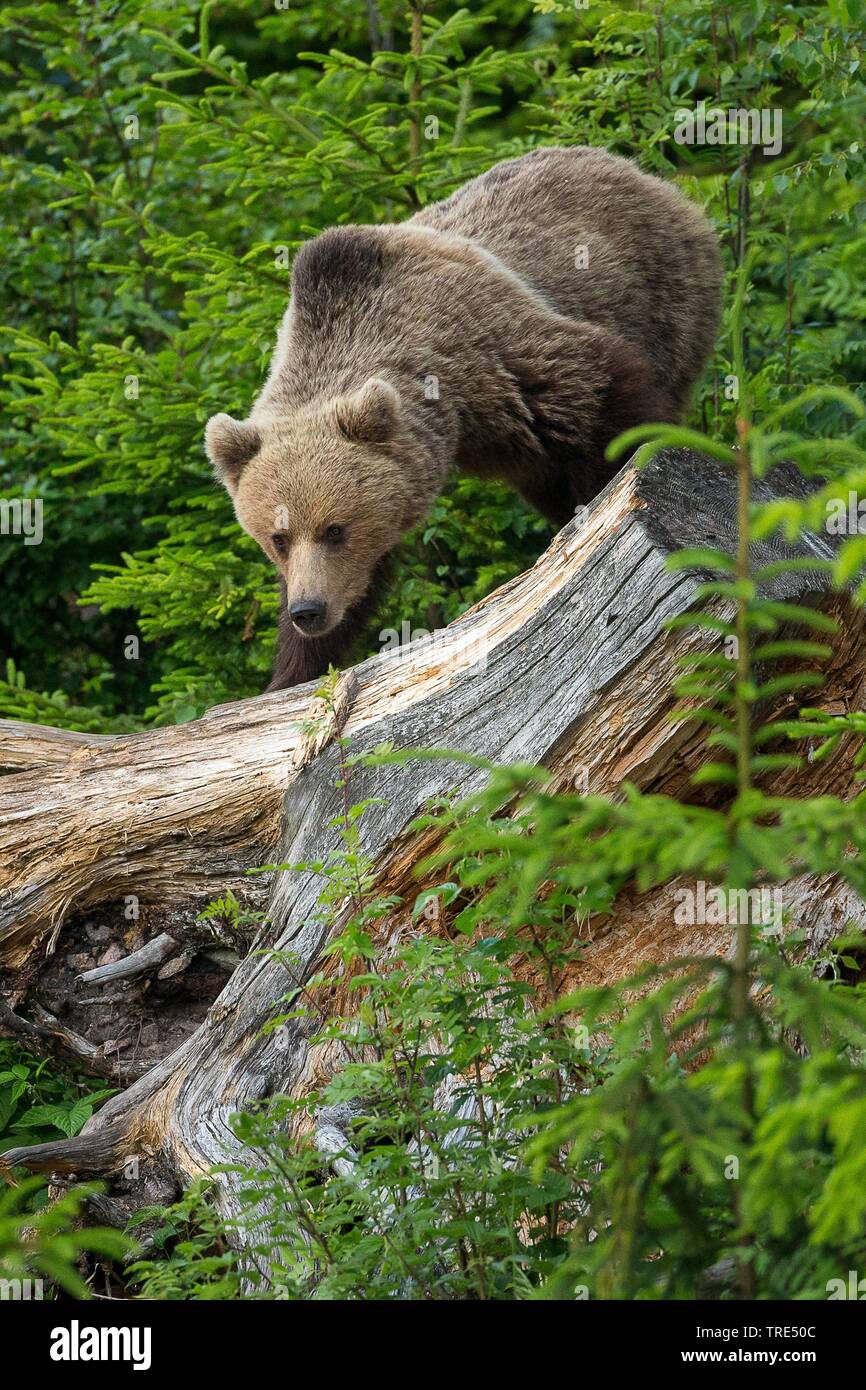 Bear stump hi-res stock photography and images - Alamy