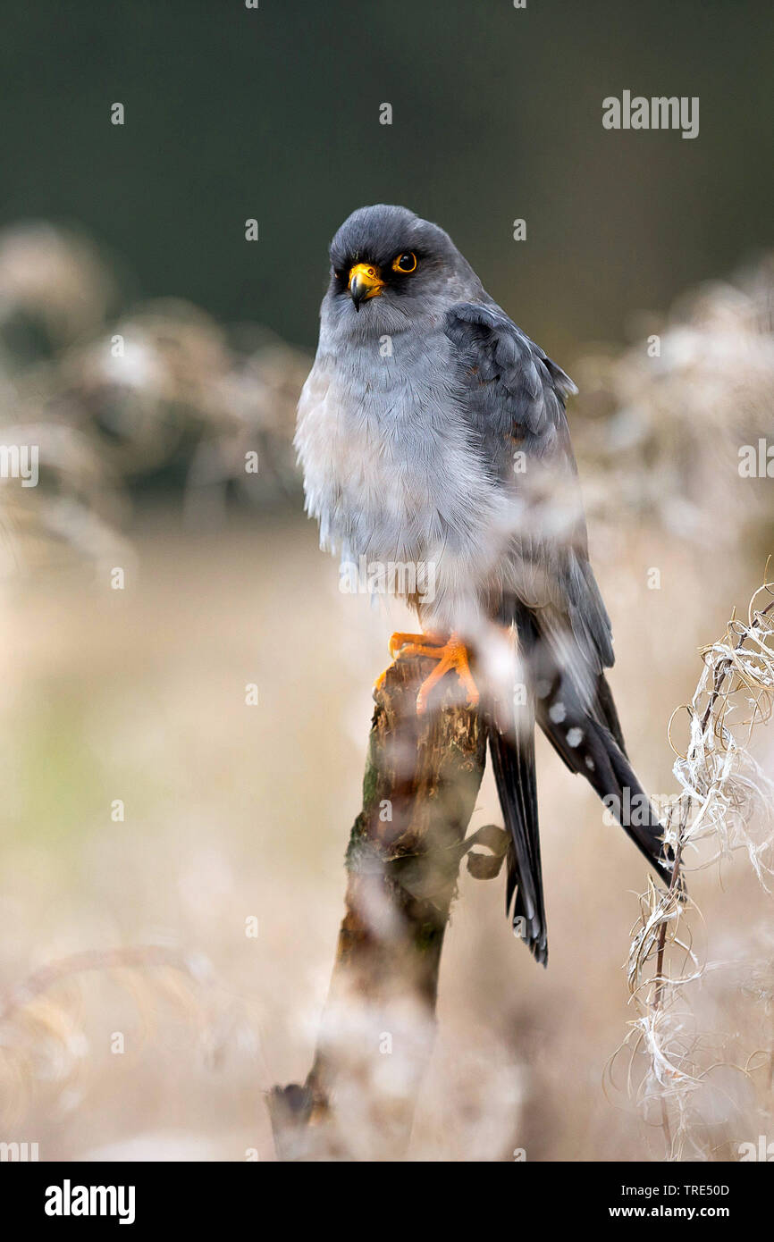 western red-footed falcon (Falco vespertinus), sitting on a post, Czech ...