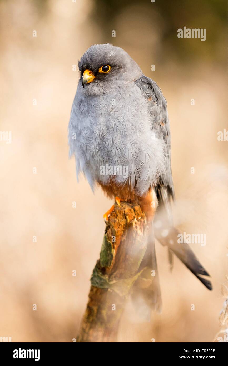 western red-footed falcon (Falco vespertinus), sitting on a post, Czech ...